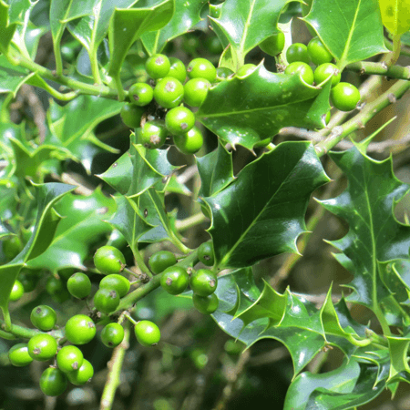 Buy Holly Trees Online