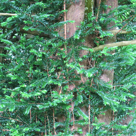 Buy English Yew Trees Online